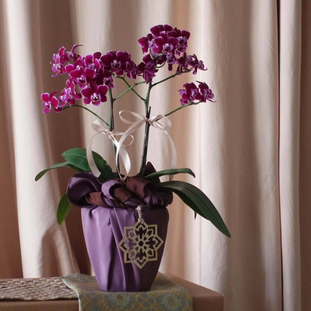 Ceria Meriah Mini Phalaenopsis Orkid Pot | AfterRainFlorist